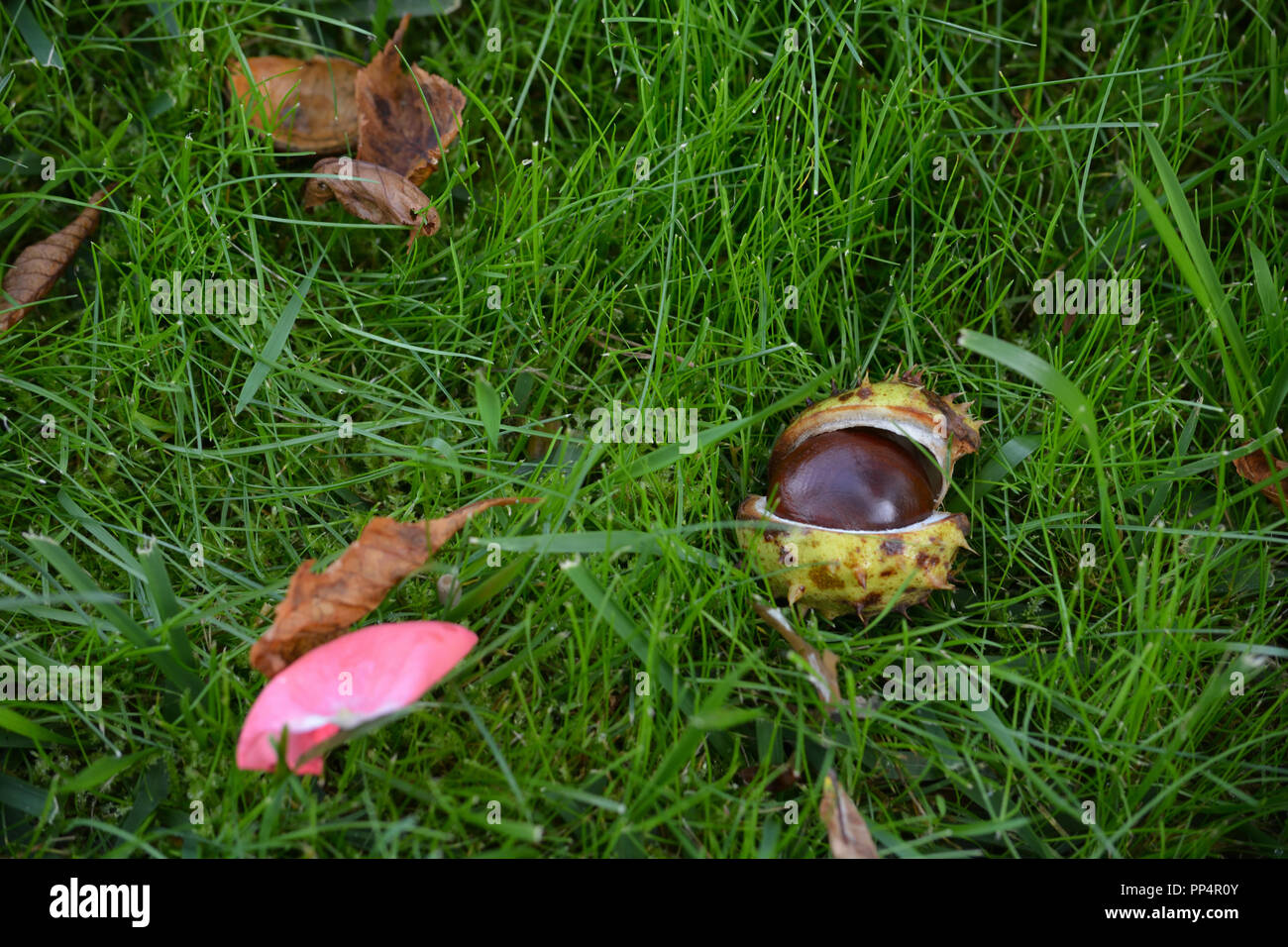 Chestnut on grass, prickly green shell cracked open Stock Photo - Alamy
