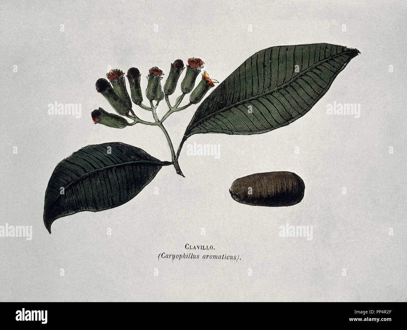 19th CENTURY SHEET - FLOWER AND LEAF OF JUSSIAEA SUFFRUTICOSA Stock ...