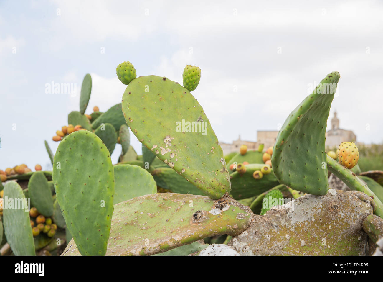 Cactus plant malta hi-res stock photography and images - Alamy