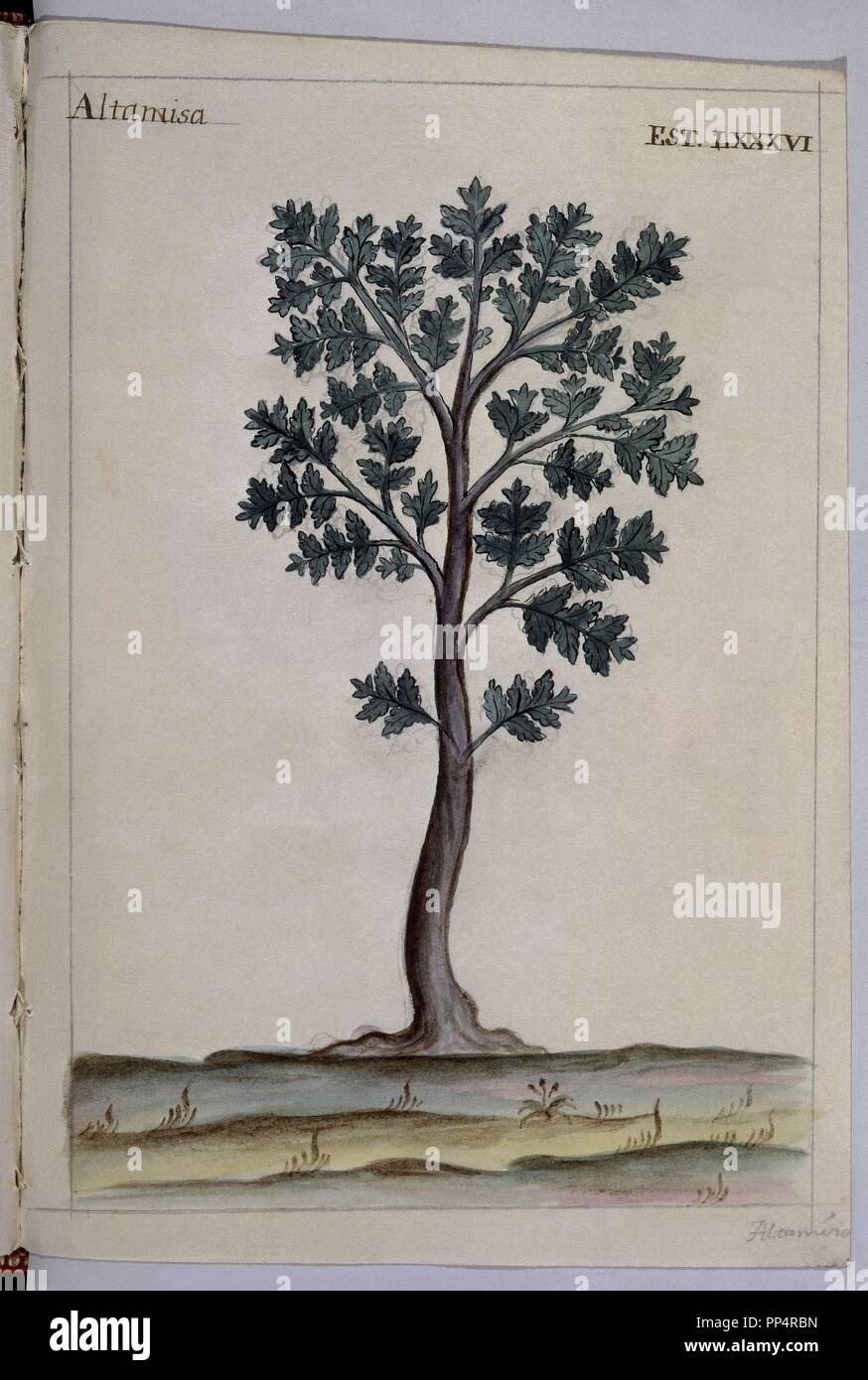 CODEX TRUJILLO, PERU - BOOK III - ESTAMPA LXXXVI - ALTAMISA - AQUARELA ...