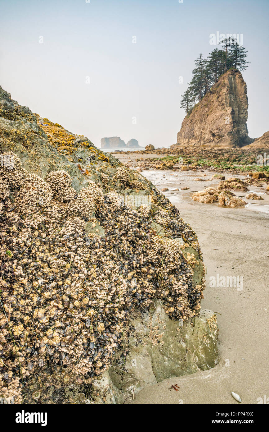 Barnacles at the seashore hi-res stock photography and images - Alamy