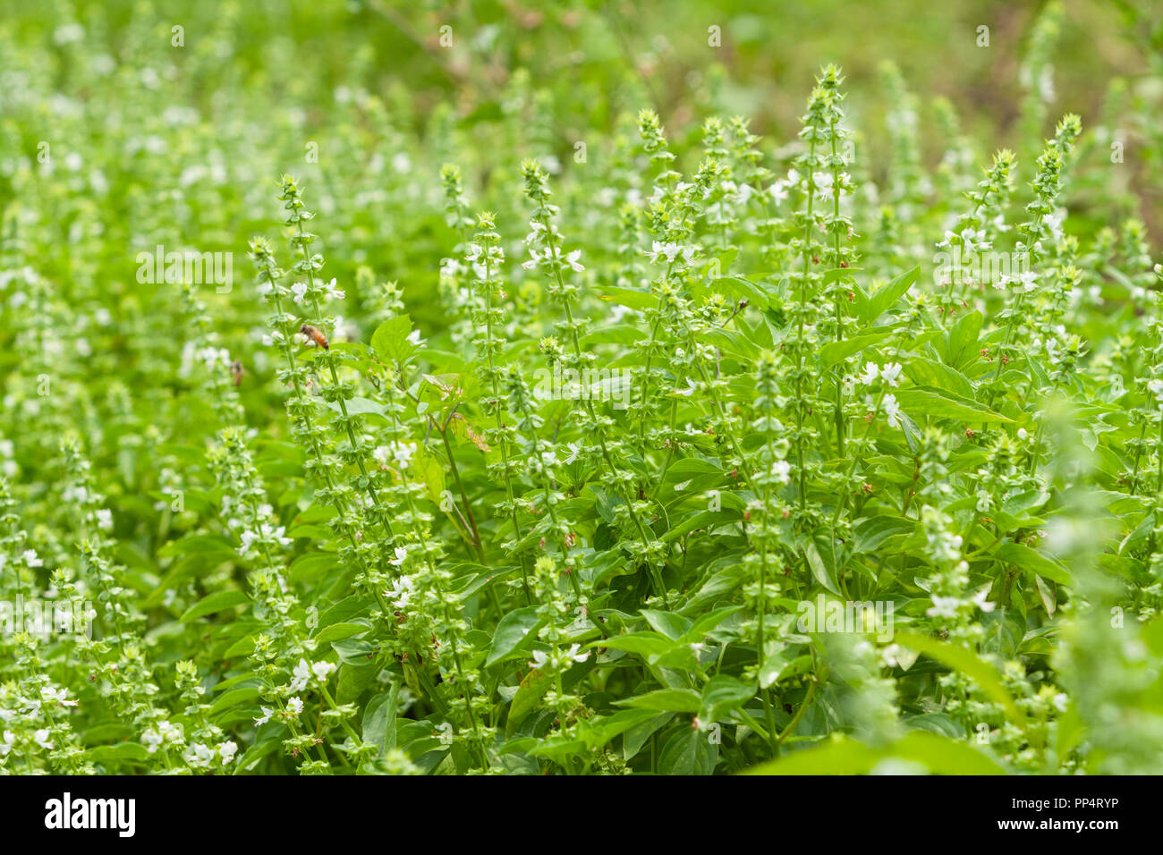 Basil, sweet basil (Ocimum basilicum L.) flowers, Hualien County ...