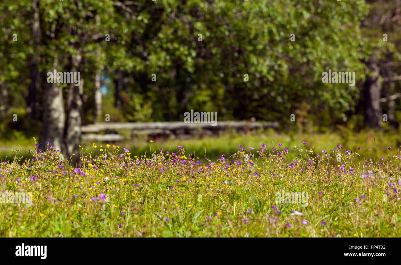 Colorful meadows this side trees in a forest. Wildflowers in blossom ...