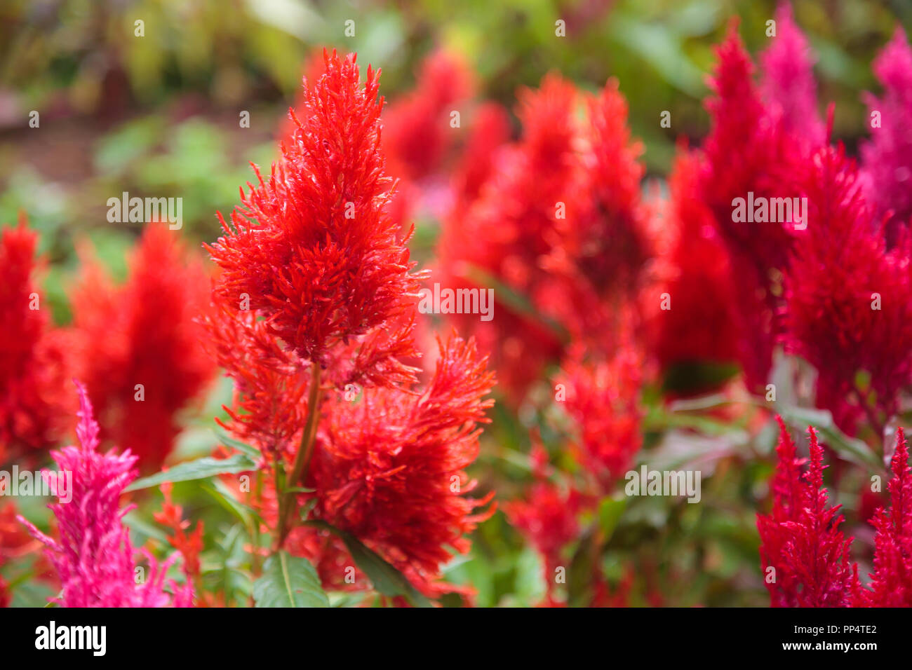 varieties of colorful Celosia Plumosa flower, commonly known as the ...