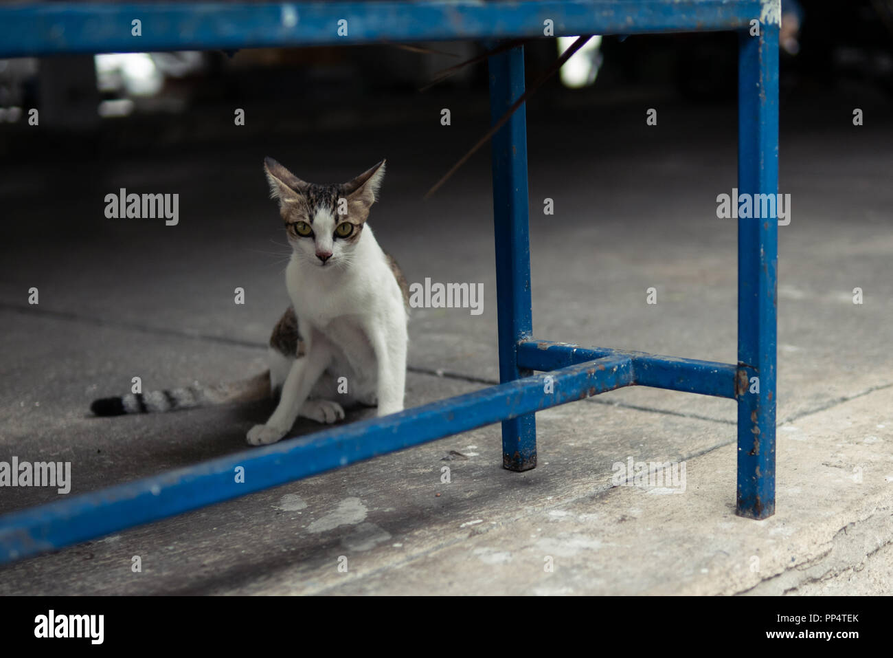 Beautiful cat under bench hi-res stock photography and images - Alamy