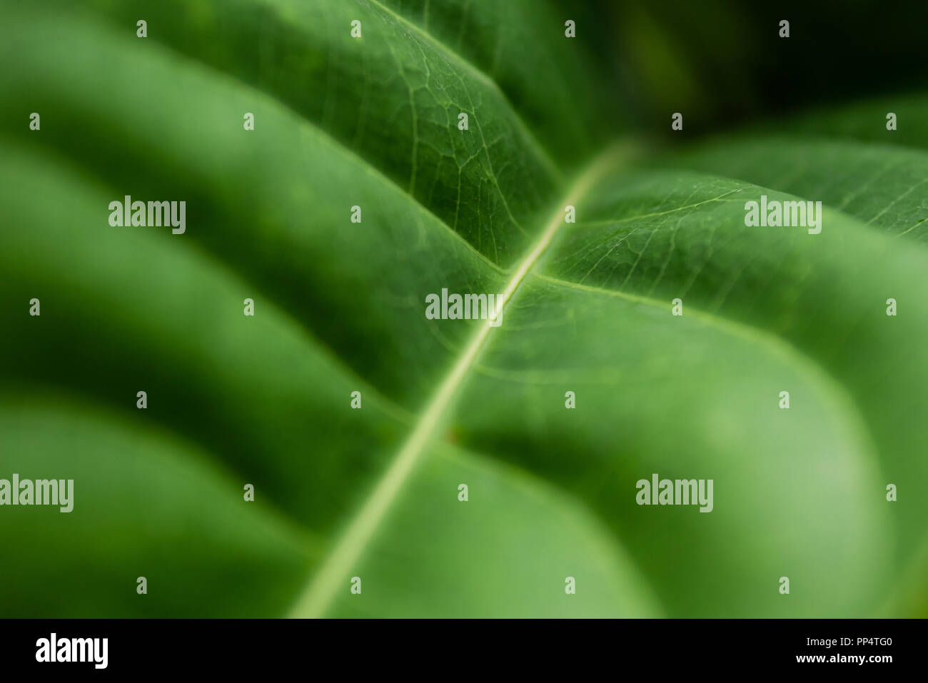 Leaf Texture Background Stock Photo - Alamy