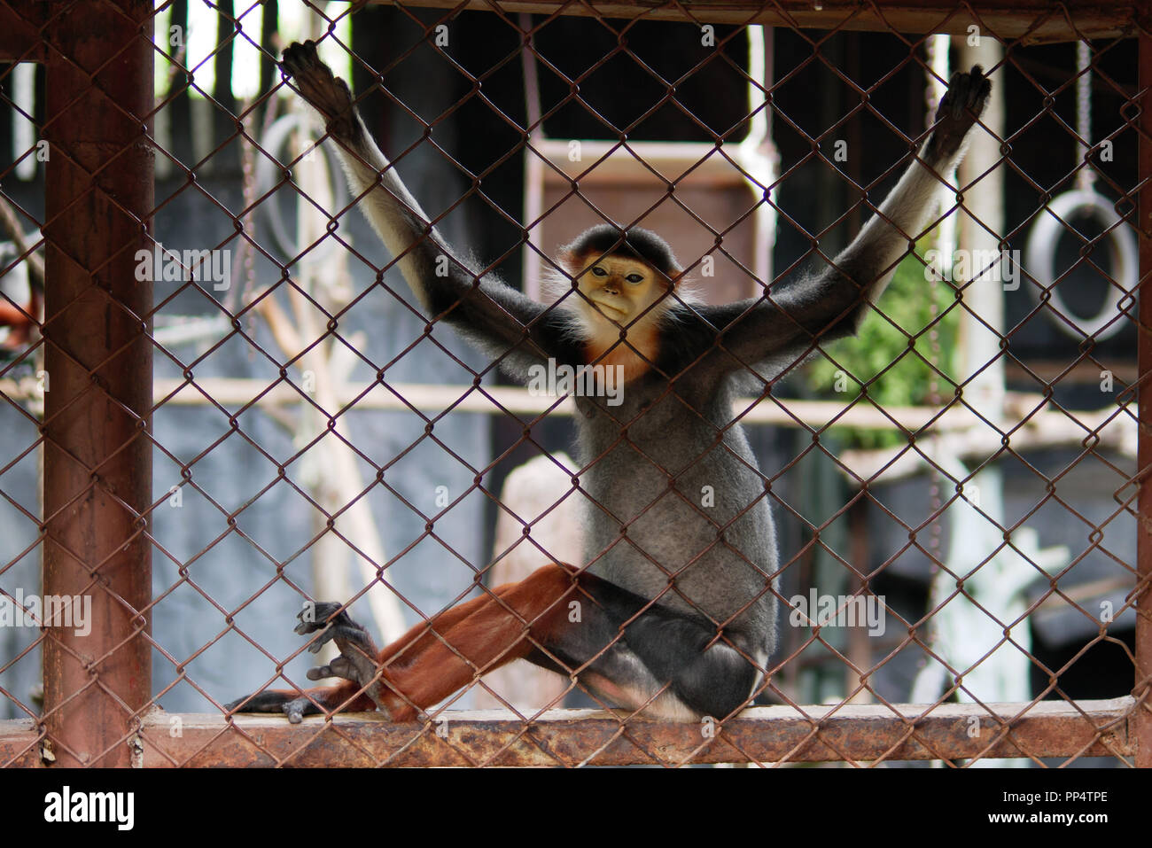 Douc langurs in a cage Stock Photo - Alamy
