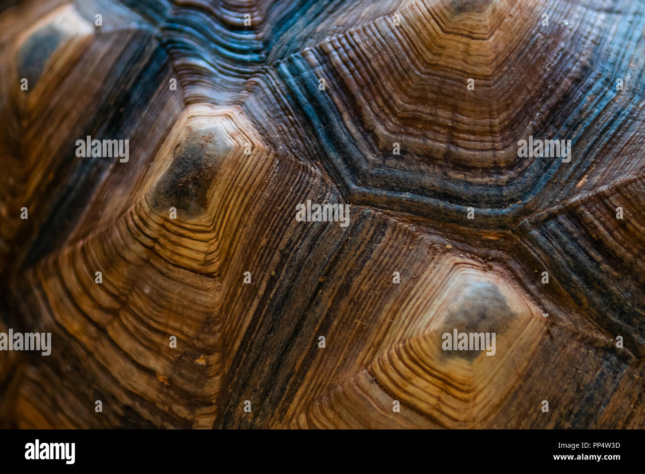 Geometric tortoise hi-res stock photography and images - Alamy
