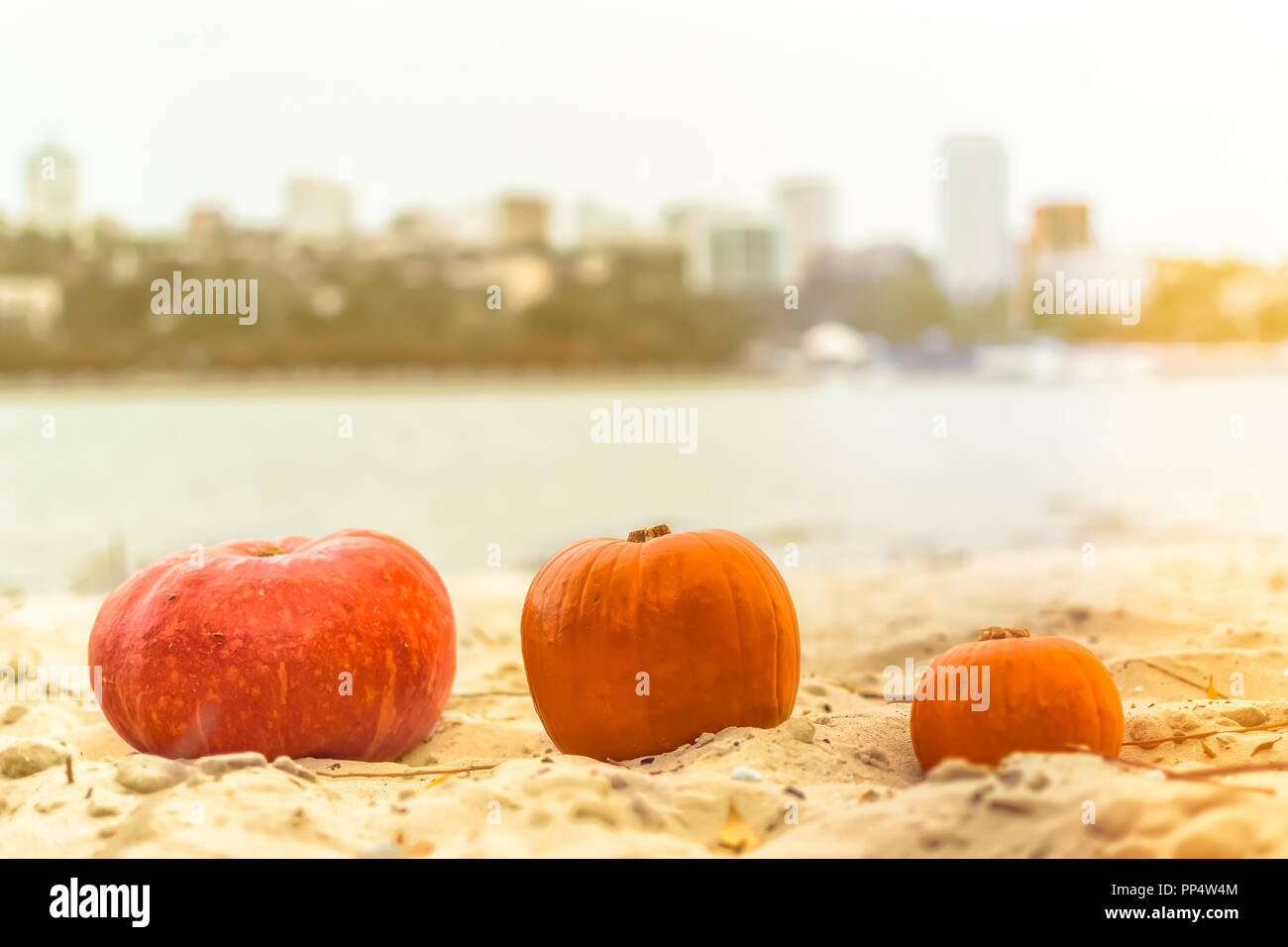 pumpkin in nature. autumn holiday harvest festival Halloween. day of ...