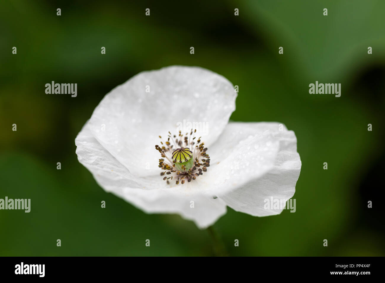 White poppy hi-res stock photography and images - Alamy