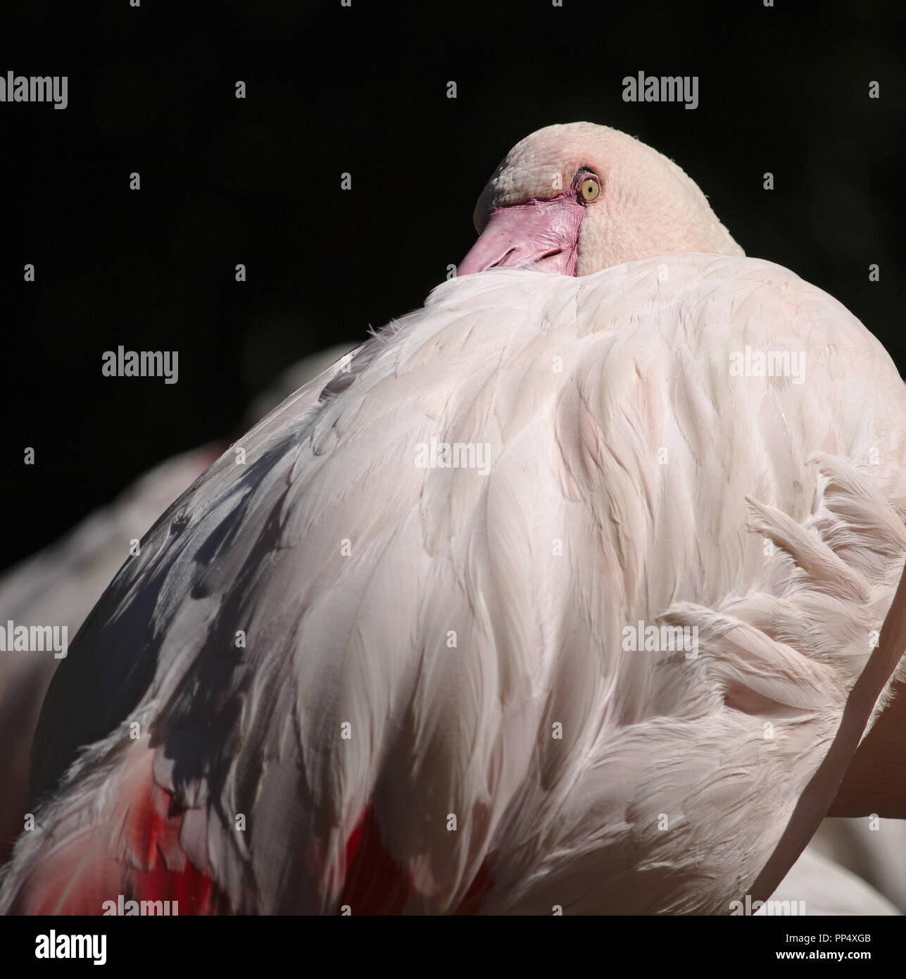 Pink Flamingo At Rest High Resolution Stock Photography and Images - Alamy