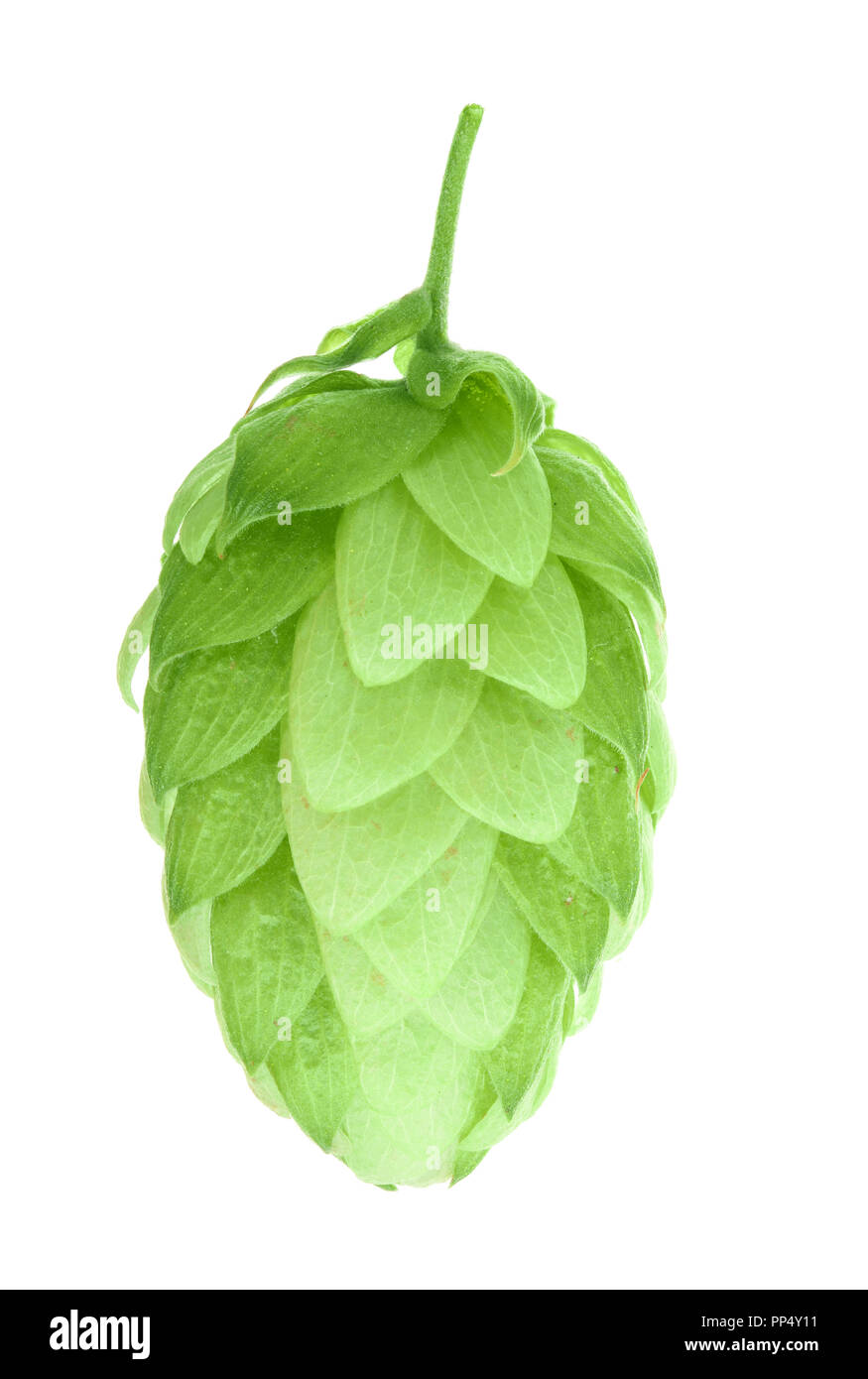 hop cones isolated on white background close-up Stock Photo - Alamy