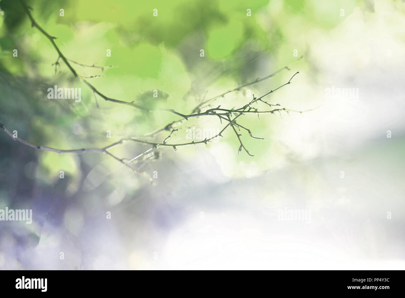 nature shine background Stock Photo - Alamy