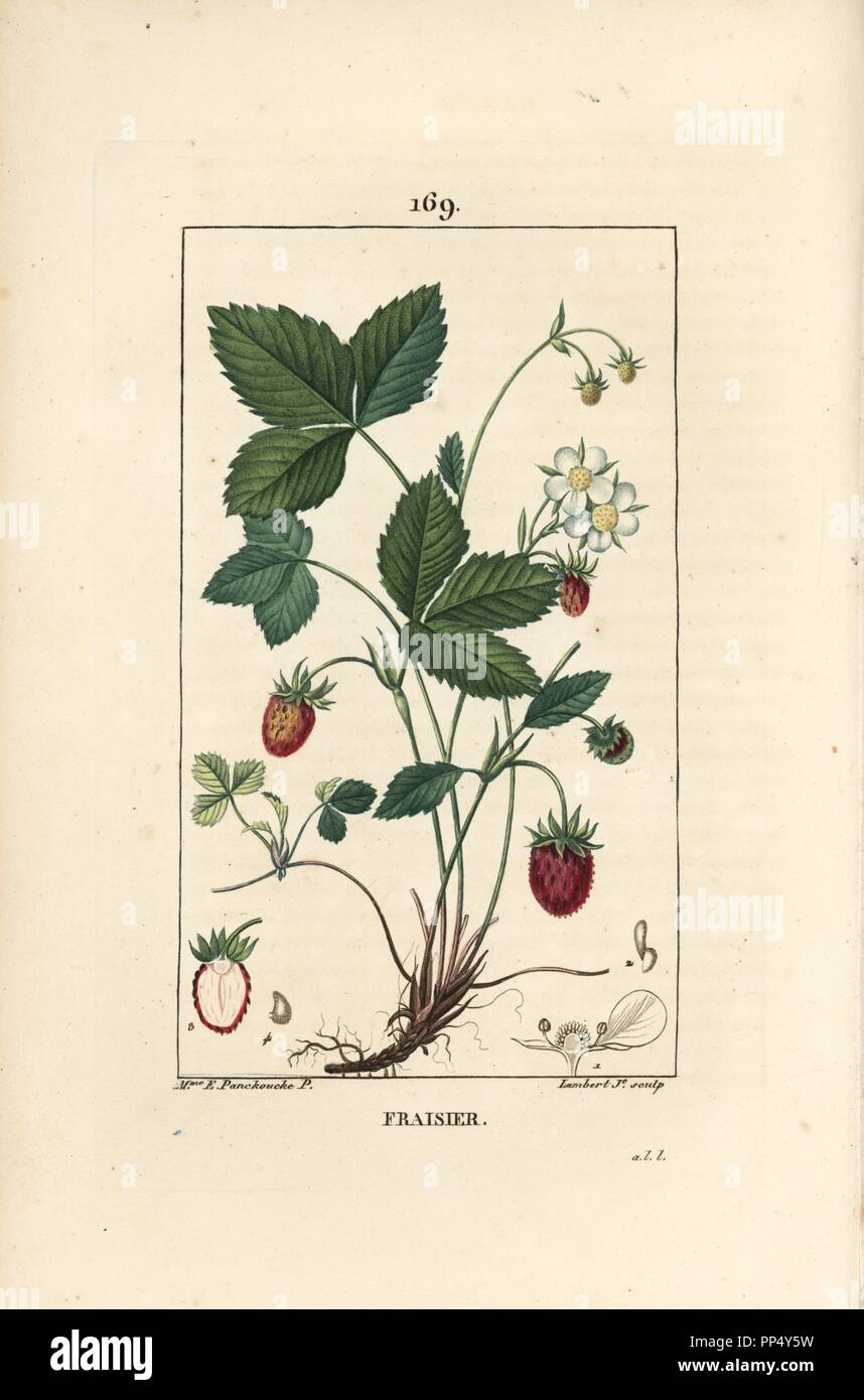 Strawberry, Fragaria × ananassa, showing flower, leaf, ripe fruit ...