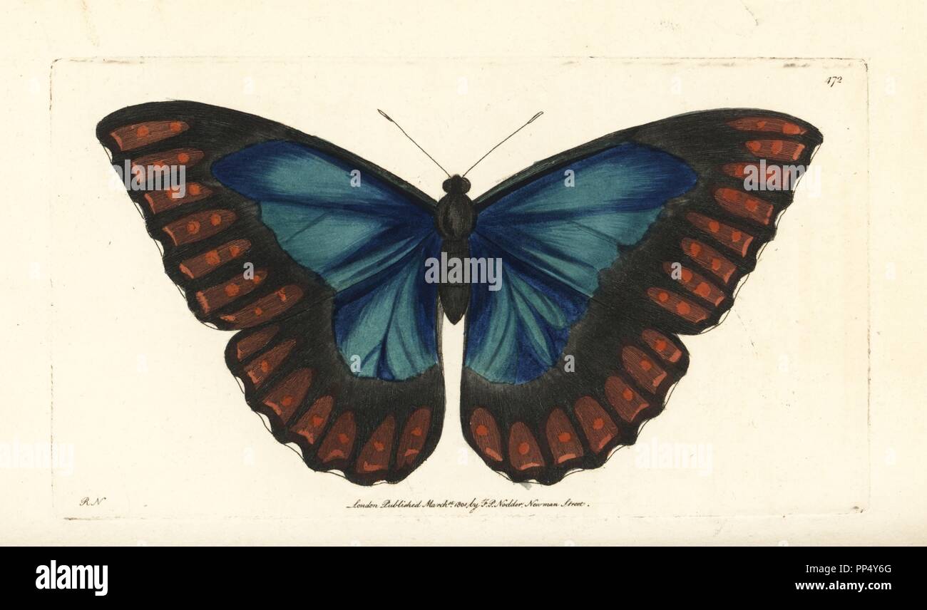 Papilio perseus hi-res stock photography and images - Alamy