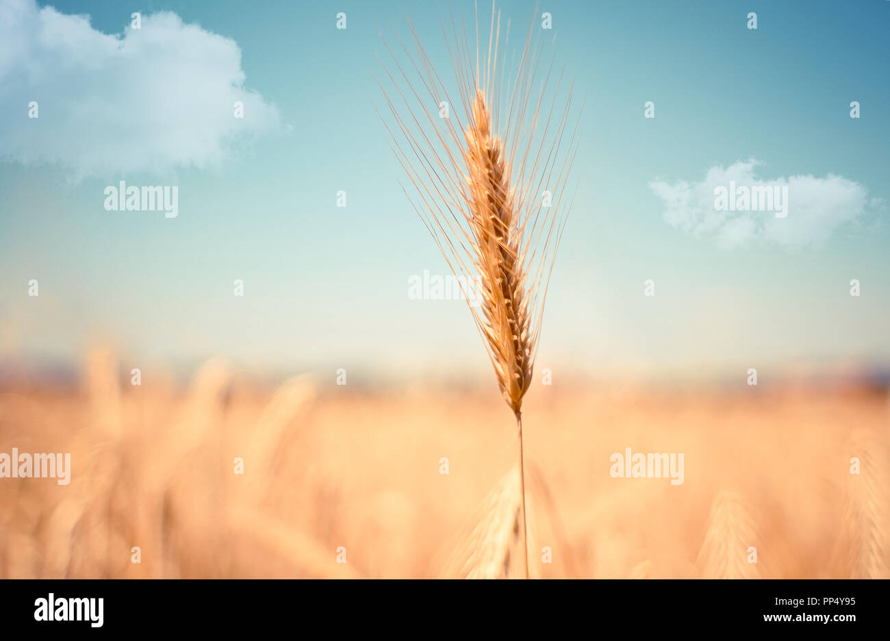 grain field background Stock Photo - Alamy