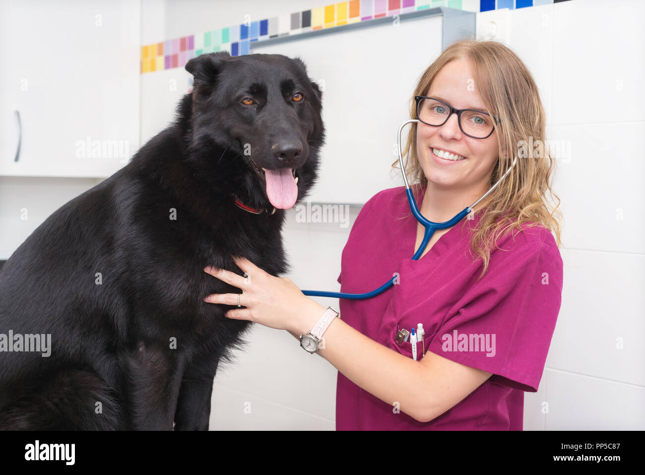 Female veterinary doctor using hi-res stock photography and images - Alamy