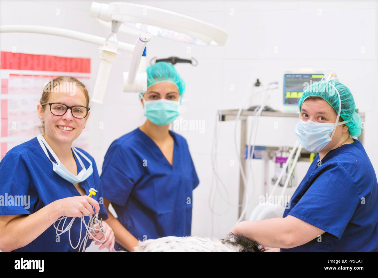Group of veterinarian surgeons at work Stock Photo - Alamy