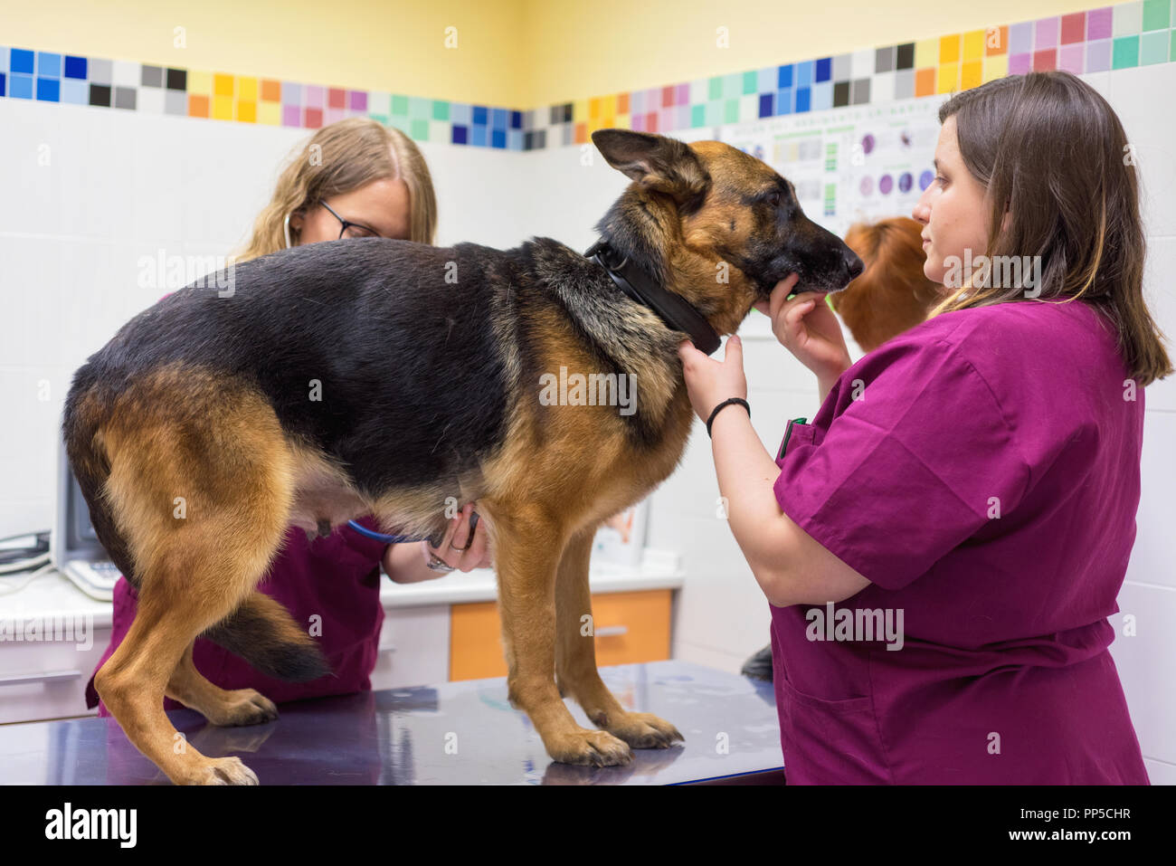 Female veterinary doctor using stethoscope for cute dog examination ...