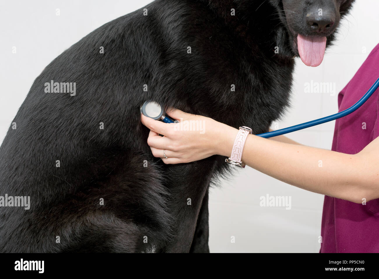 Female veterinary doctor using stethoscope for cute dog examination ...