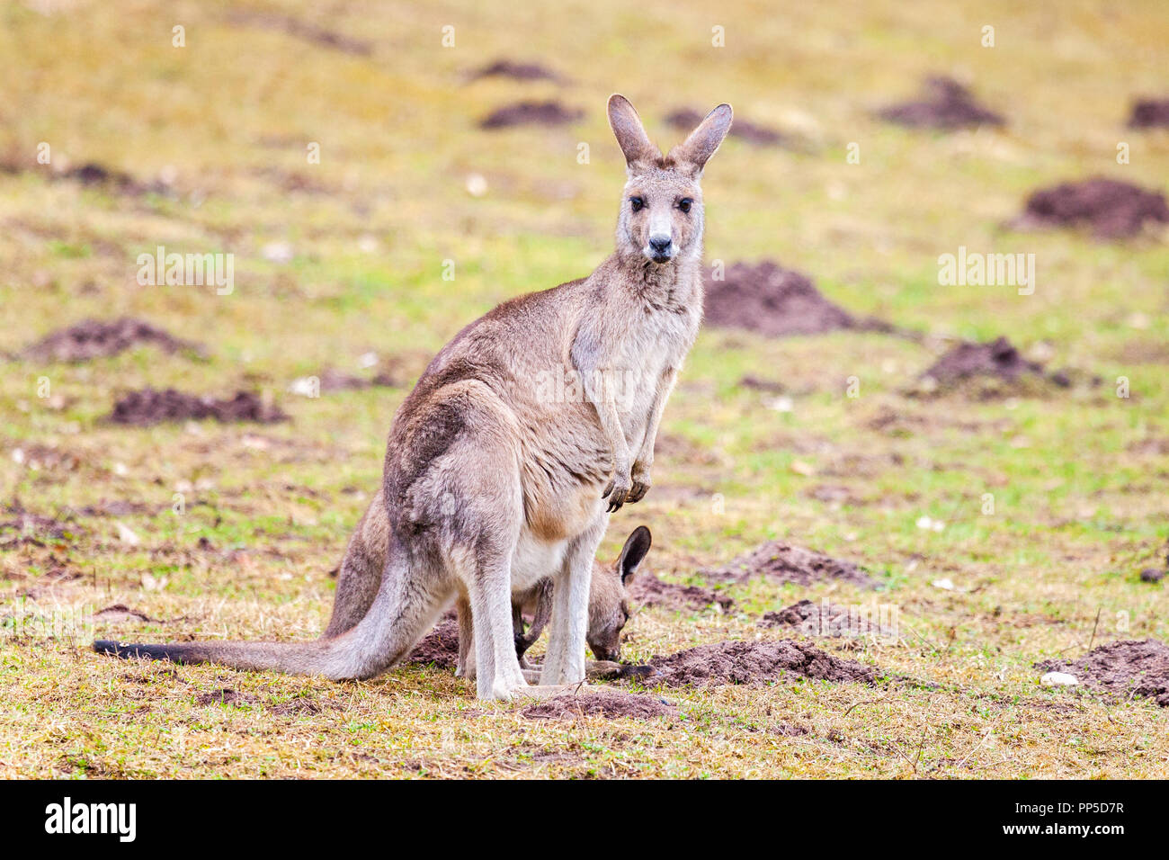 Kangaroos family hi-res stock photography and images - Alamy