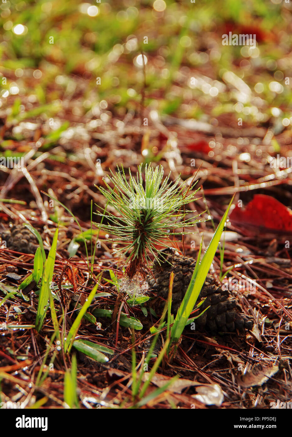 Pine tree in bloom hi-res stock photography and images - Alamy