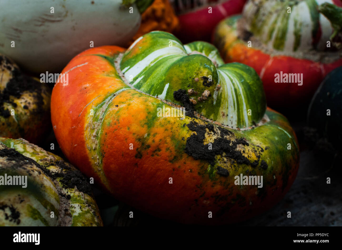 Types of squash hi-res stock photography and images - Alamy