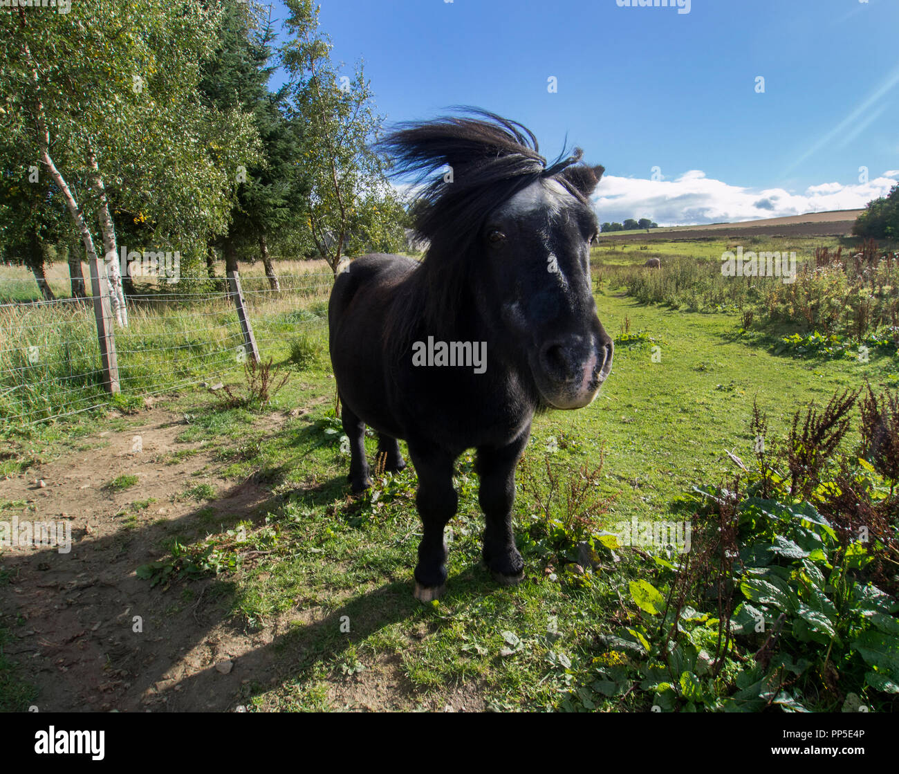 Black Shetland Pony High Resolution Stock Photography and Images - Alamy