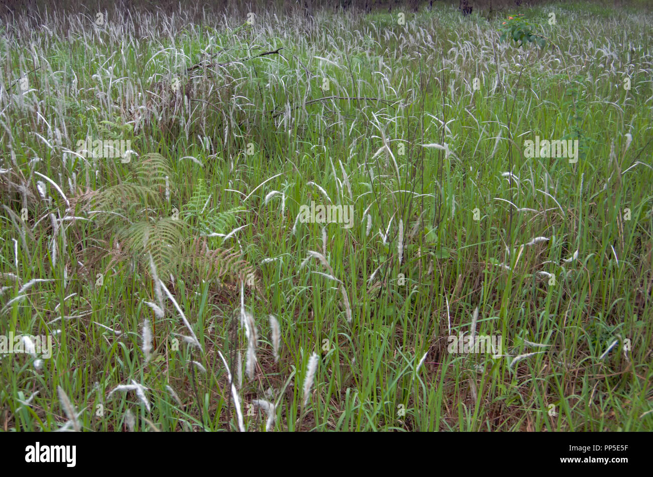 Reeds flowers hi-res stock photography and images - Alamy