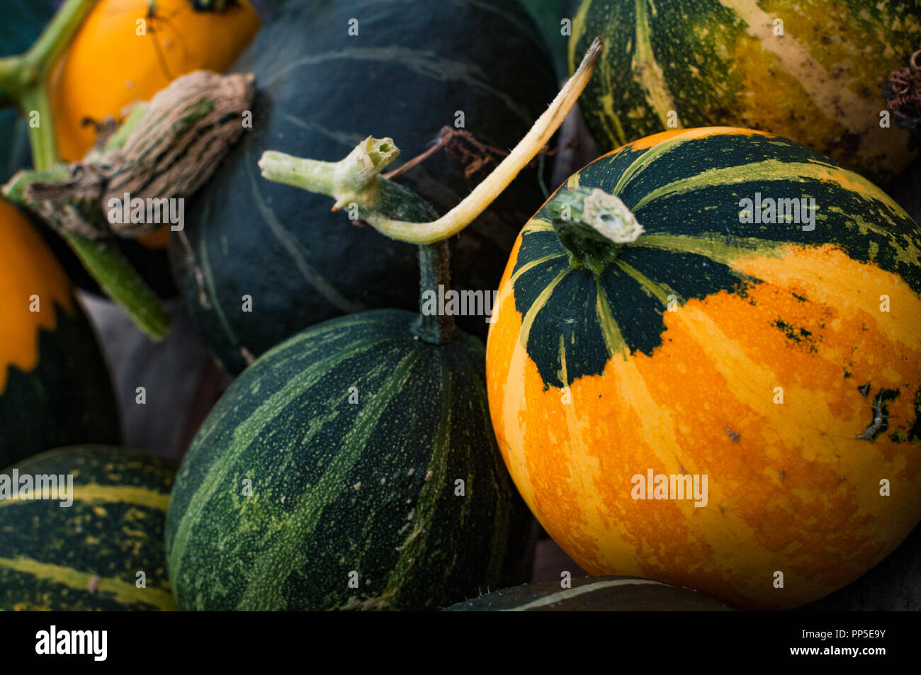 Fantastic looking and creepy Autumn pumpkins used traditionally for ...