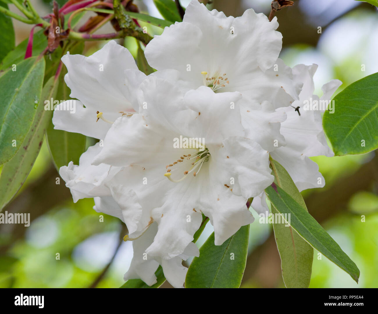 Rhododendron 'Loderi Venus' Stock Photo - Alamy