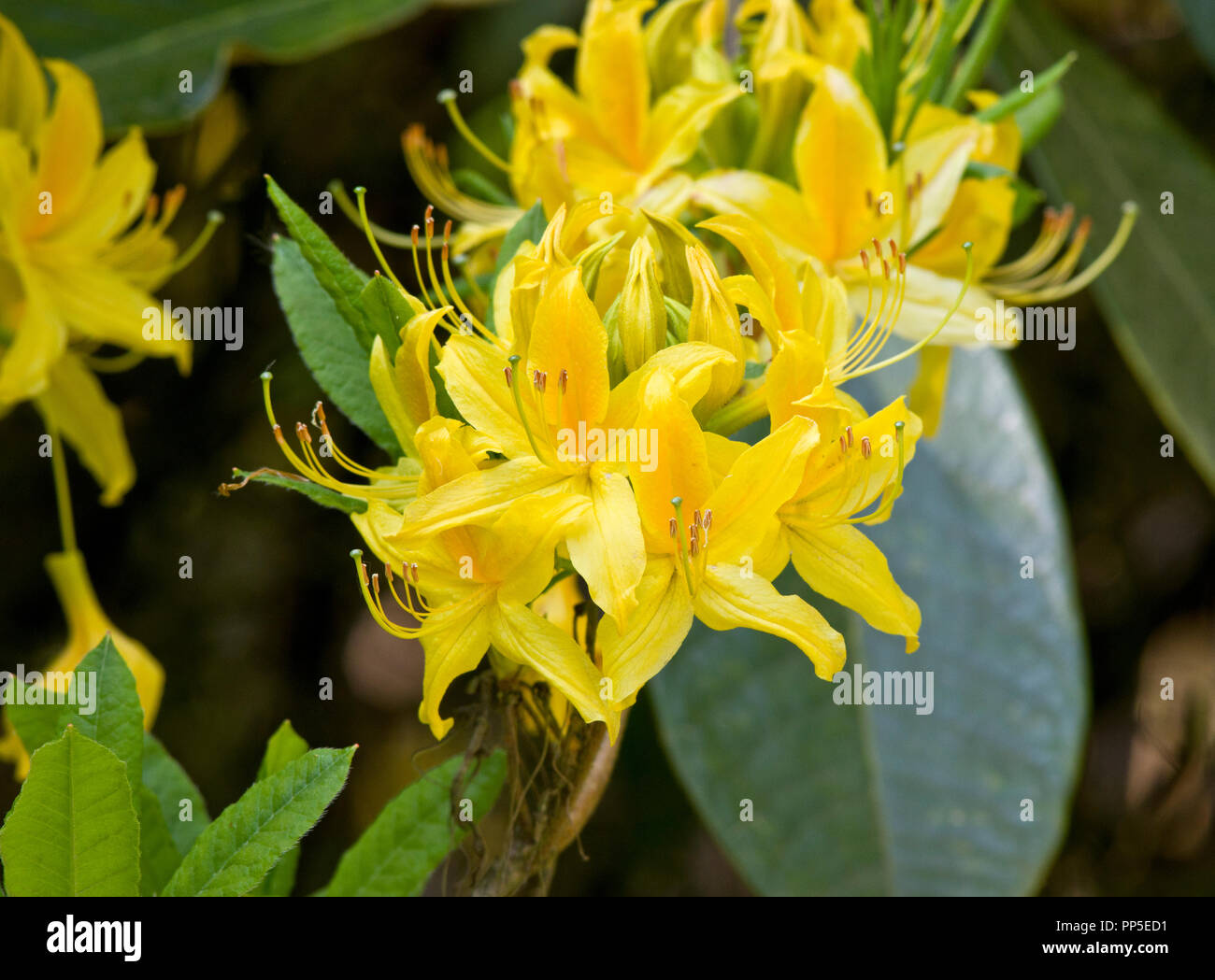 Homebush hi-res stock photography and images - Alamy