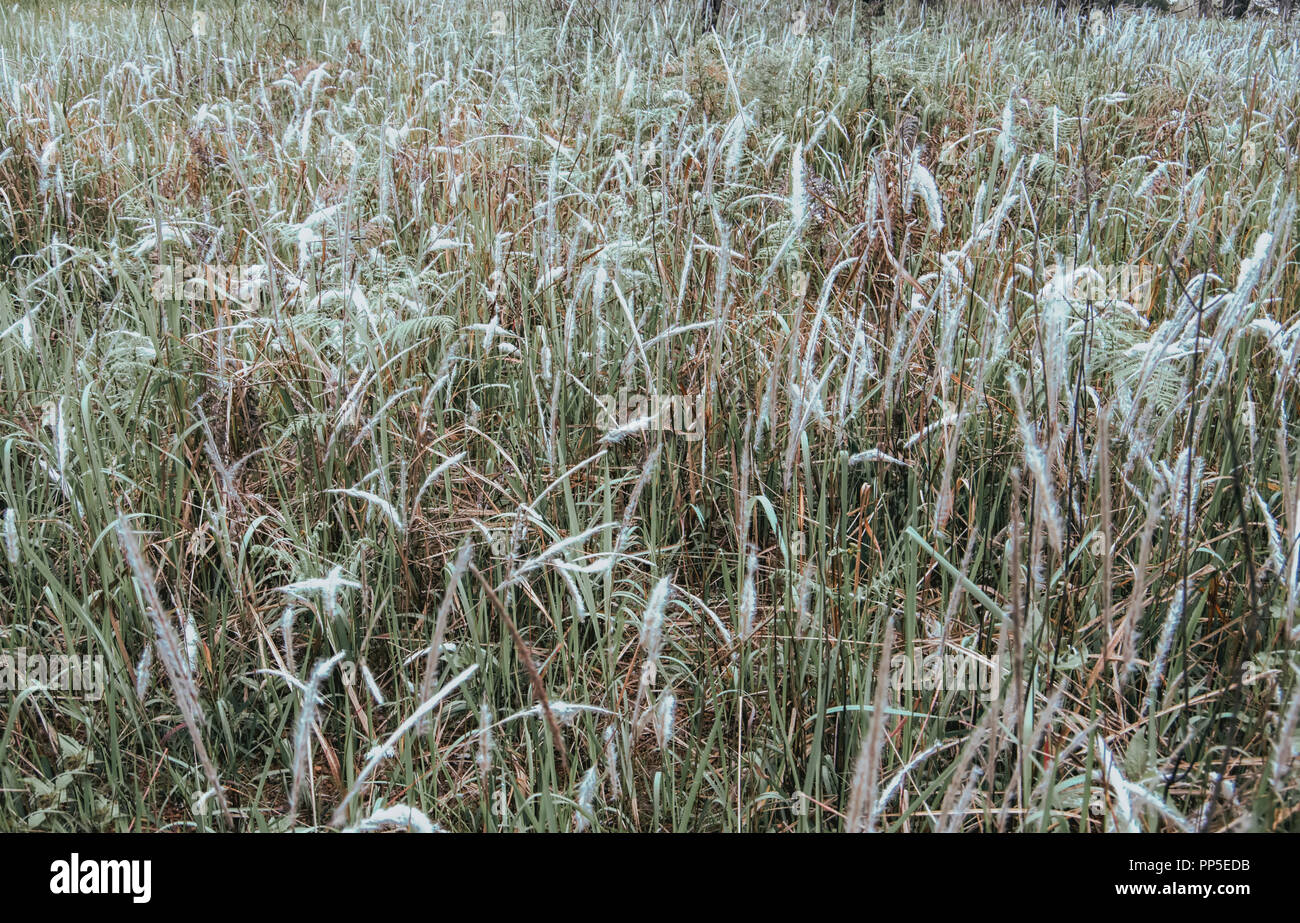 Reeds flowers hi-res stock photography and images - Alamy