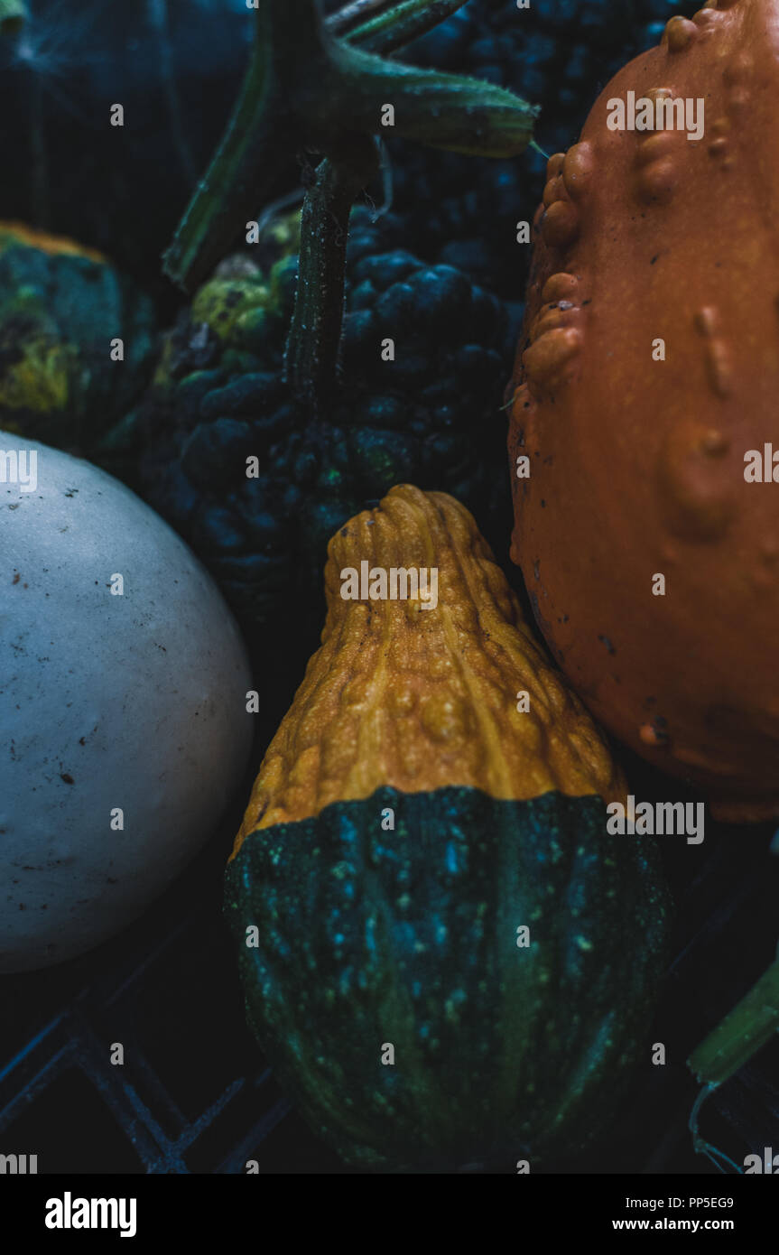 Different types of English autumn pumpkins, gourds and squashes Stock ...