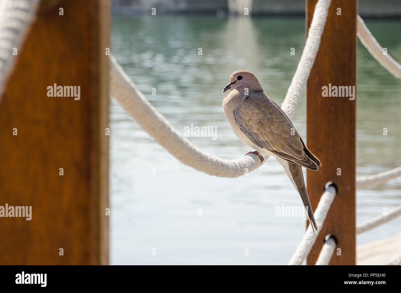 Bird and rope hi-res stock photography and images - Alamy