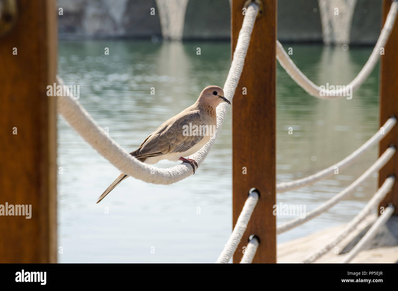 Bird and rope hi-res stock photography and images - Alamy