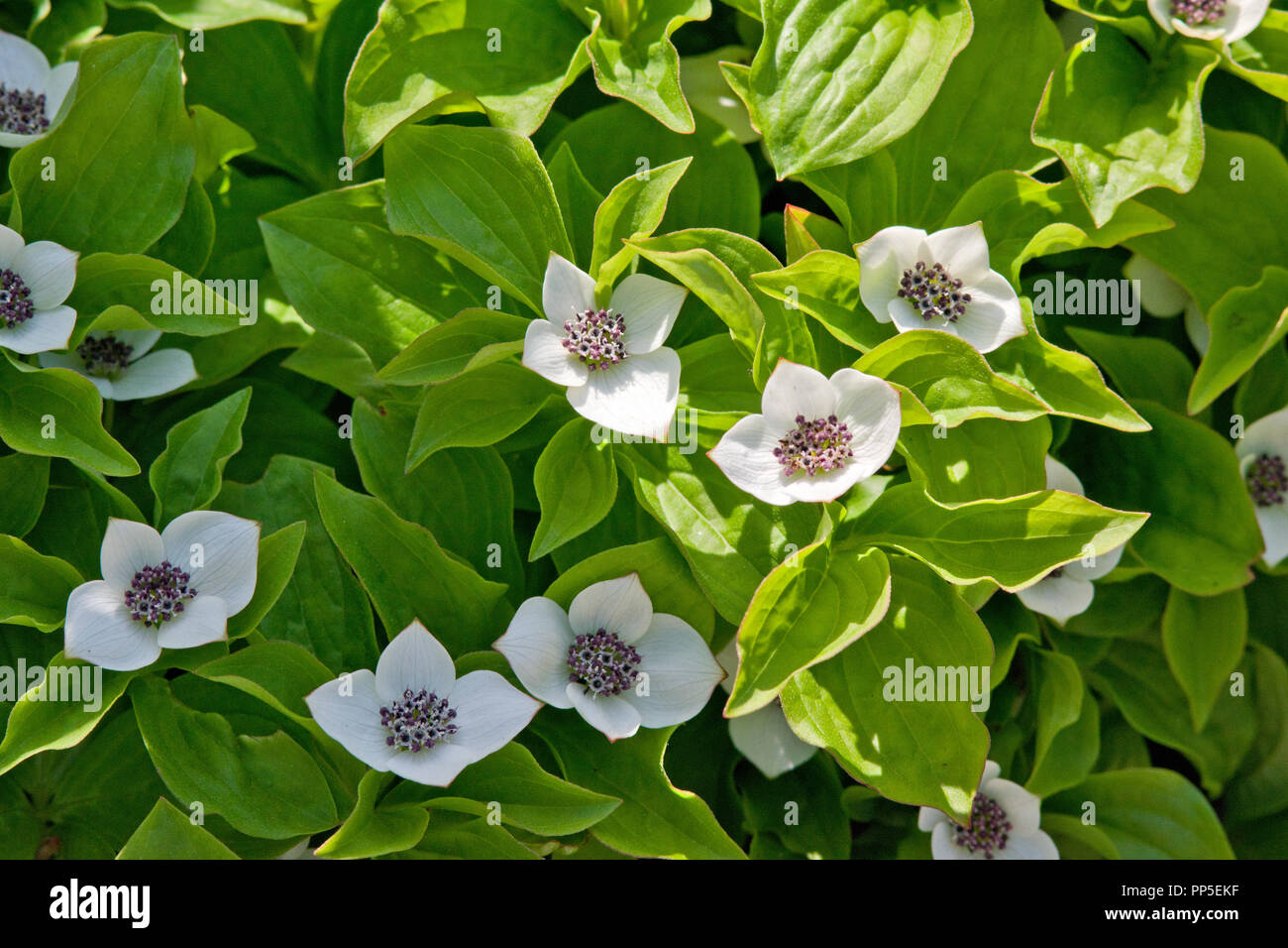 Cornus canadensis hi-res stock photography and images - Alamy
