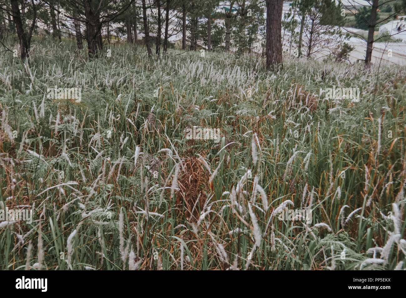 Flower of grass wiping hi-res stock photography and images - Alamy