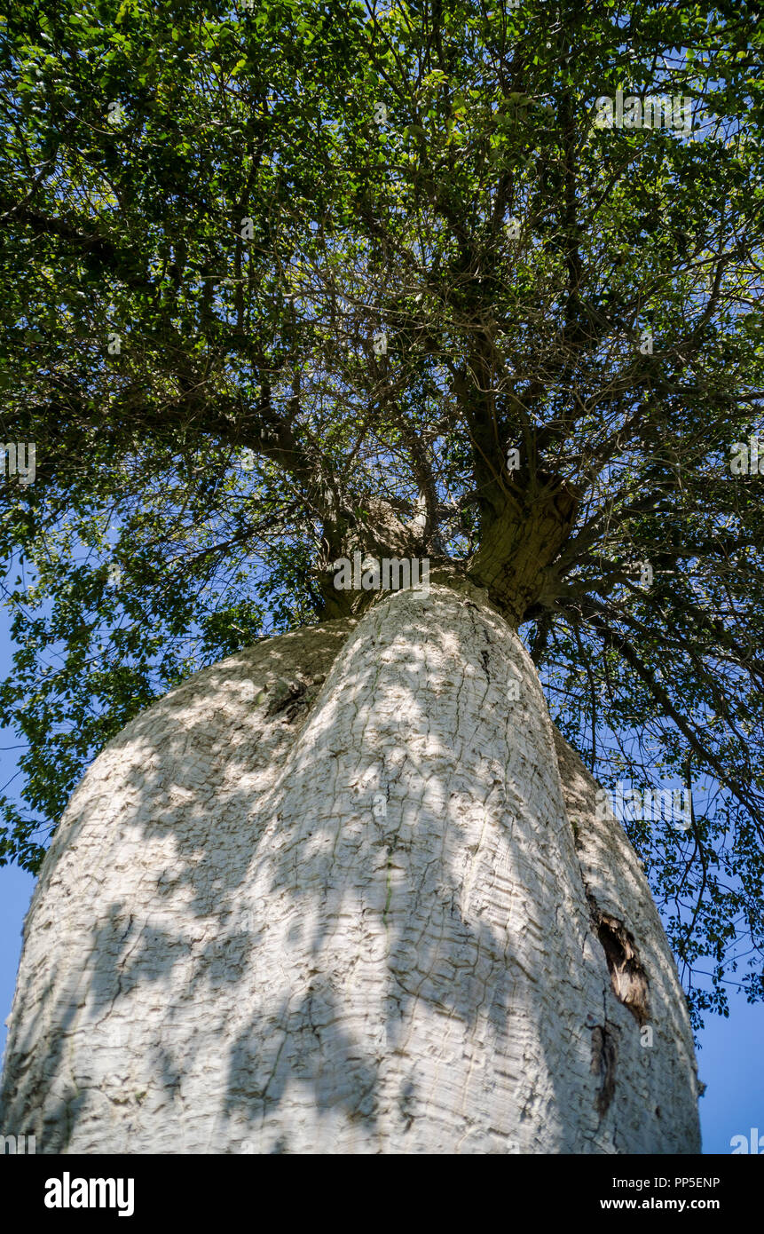 Trees from below Stock Photo - Alamy