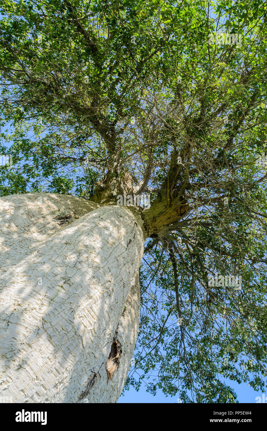 Trees from below Stock Photo - Alamy