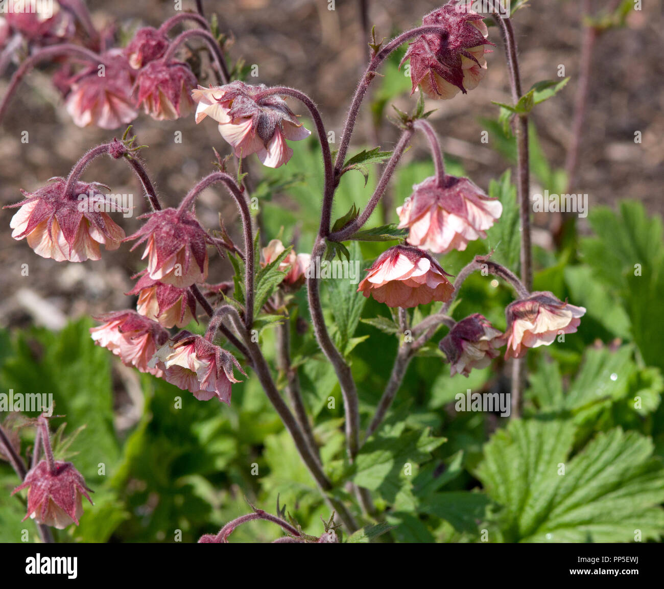 Geum spring hi-res stock photography and images - Alamy