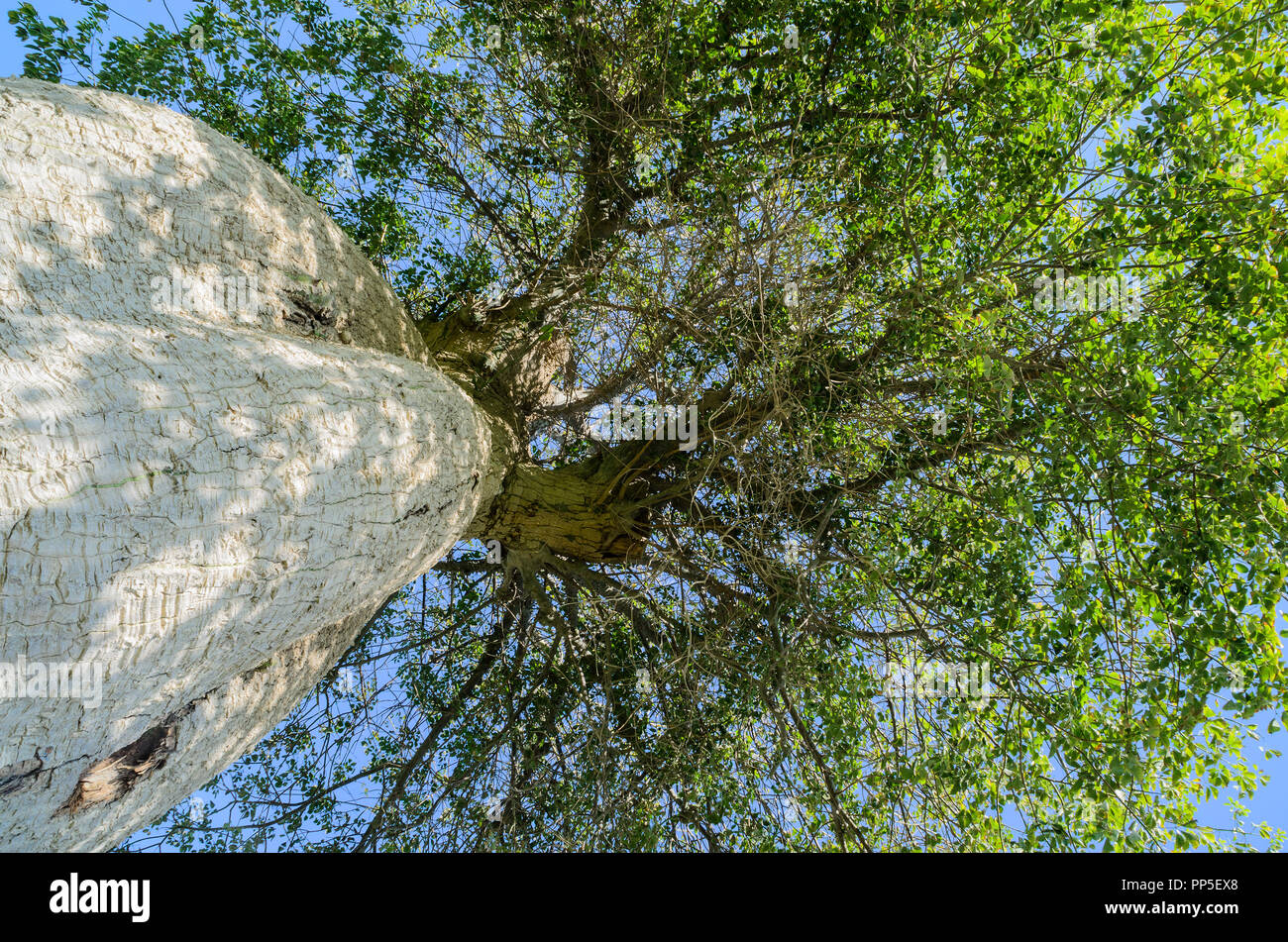 Trees from below Stock Photo - Alamy