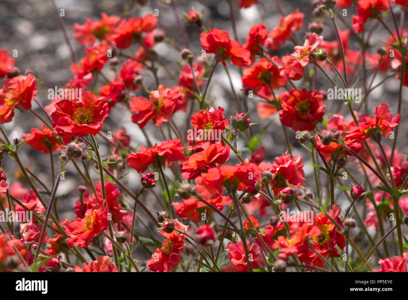 Geum Scarlet Tempest Stock Photo - Alamy
