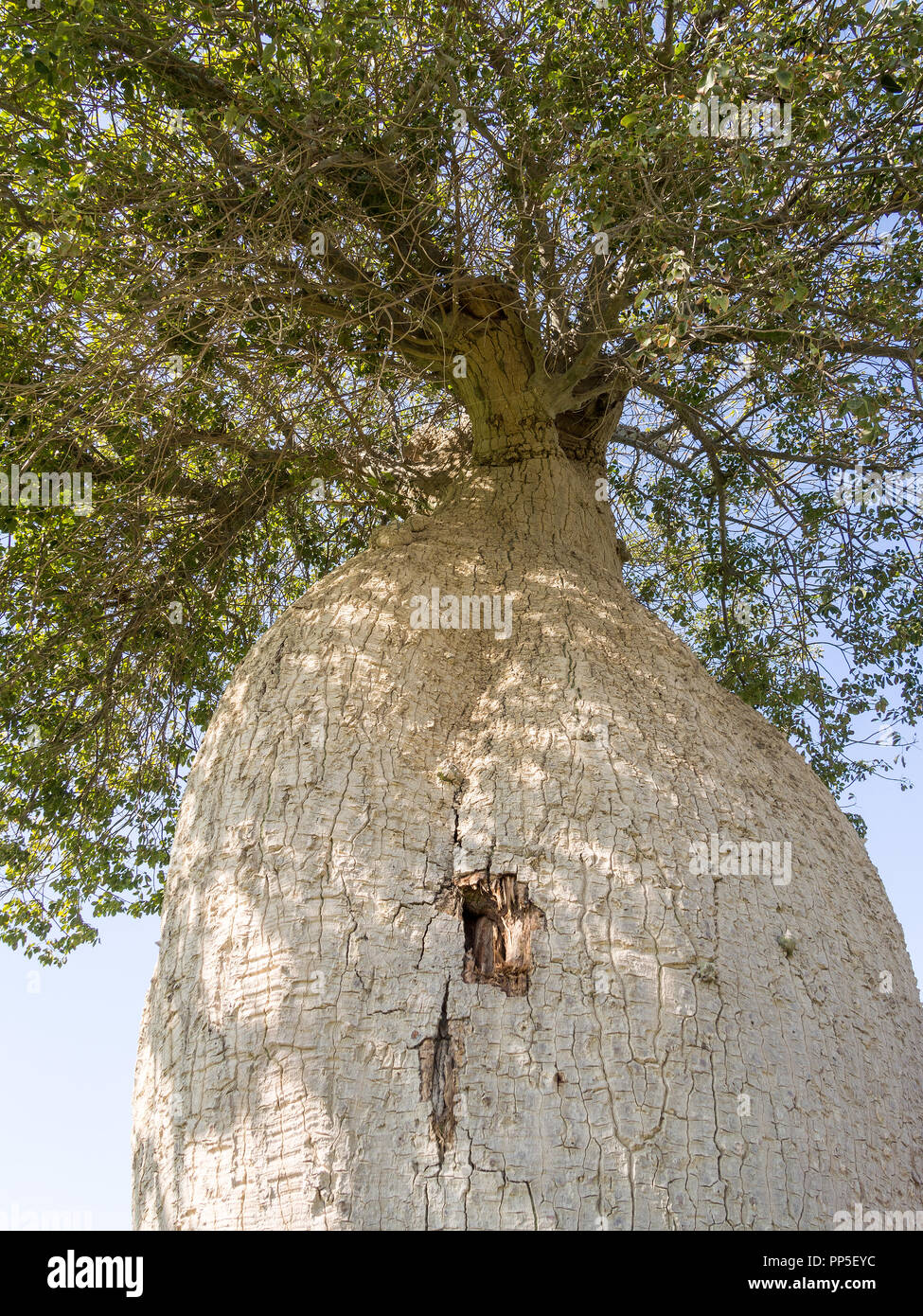 Trees from below Stock Photo - Alamy