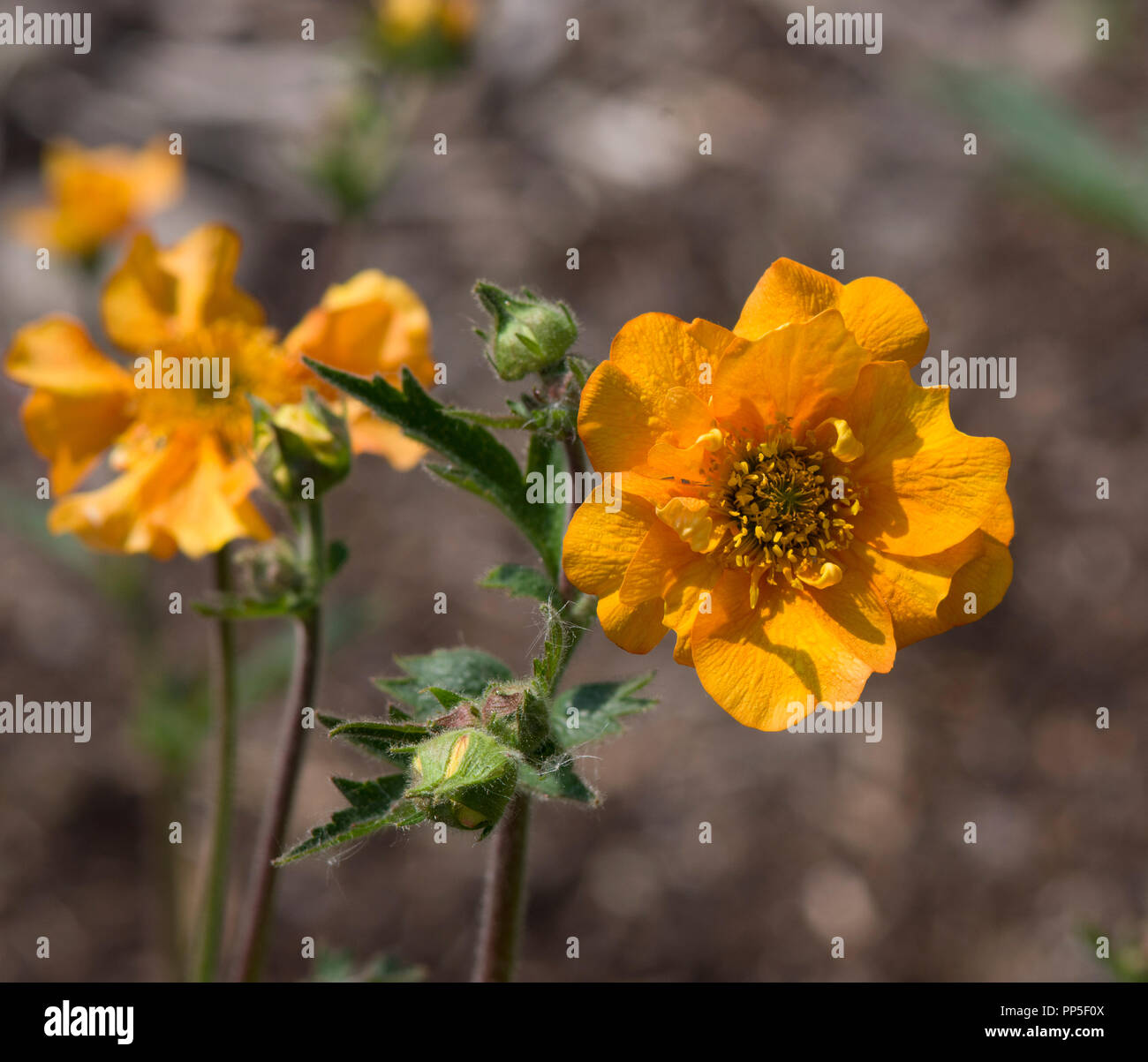 Mandarin hi-res stock photography and images - Alamy