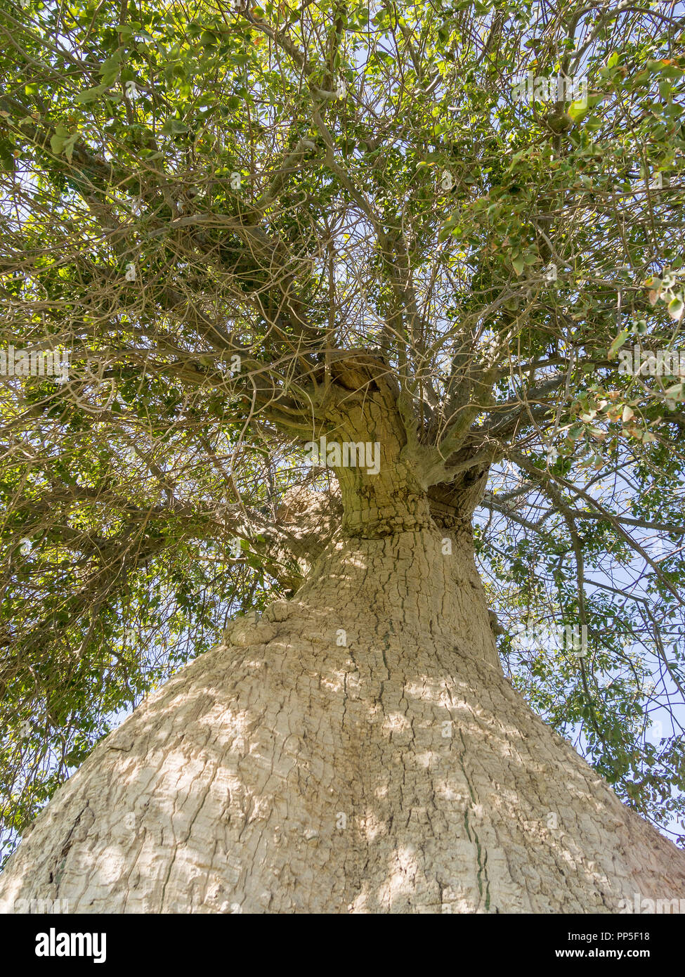 Trees from below Stock Photo - Alamy
