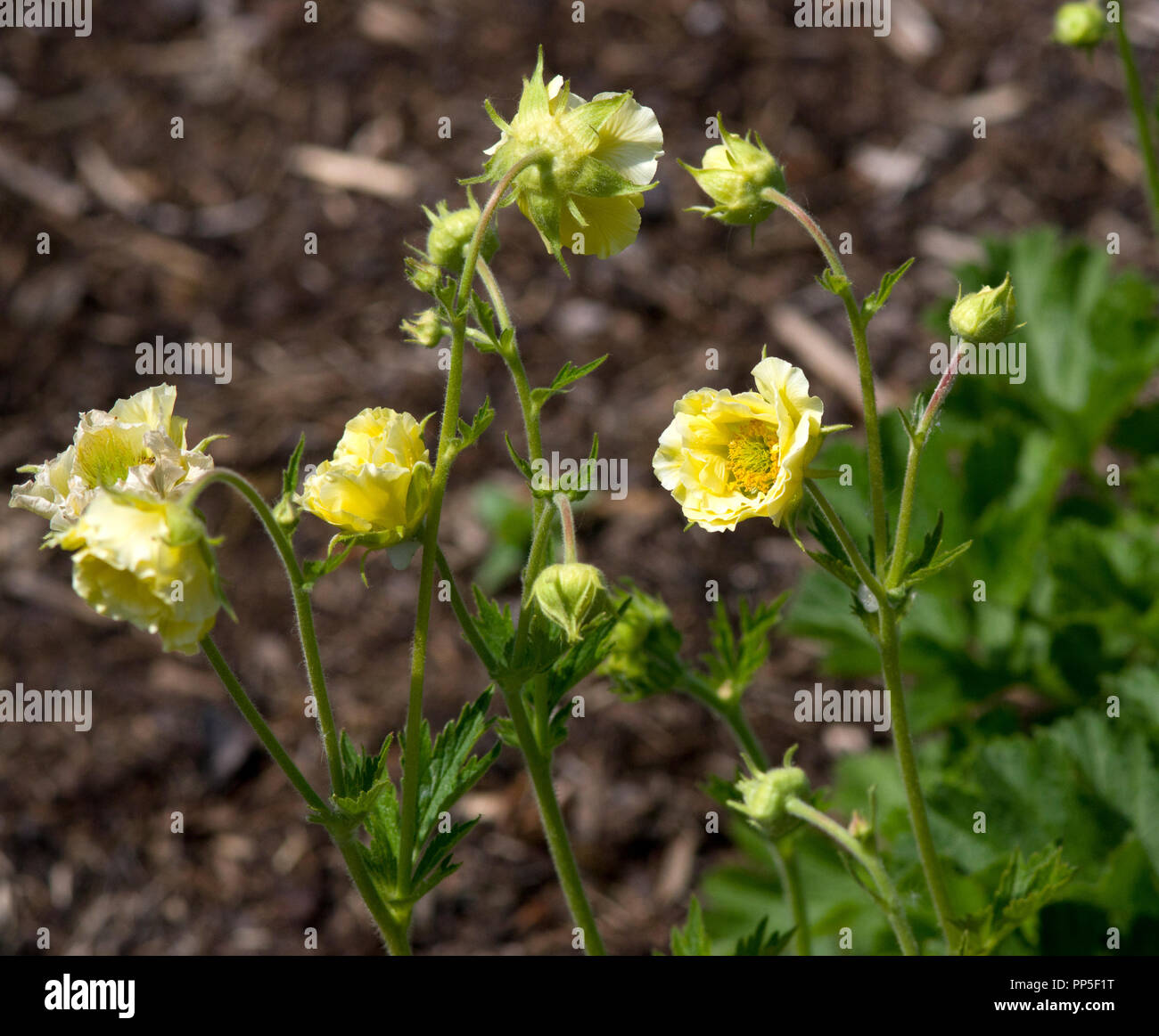 Geum gimlet hi-res stock photography and images - Alamy