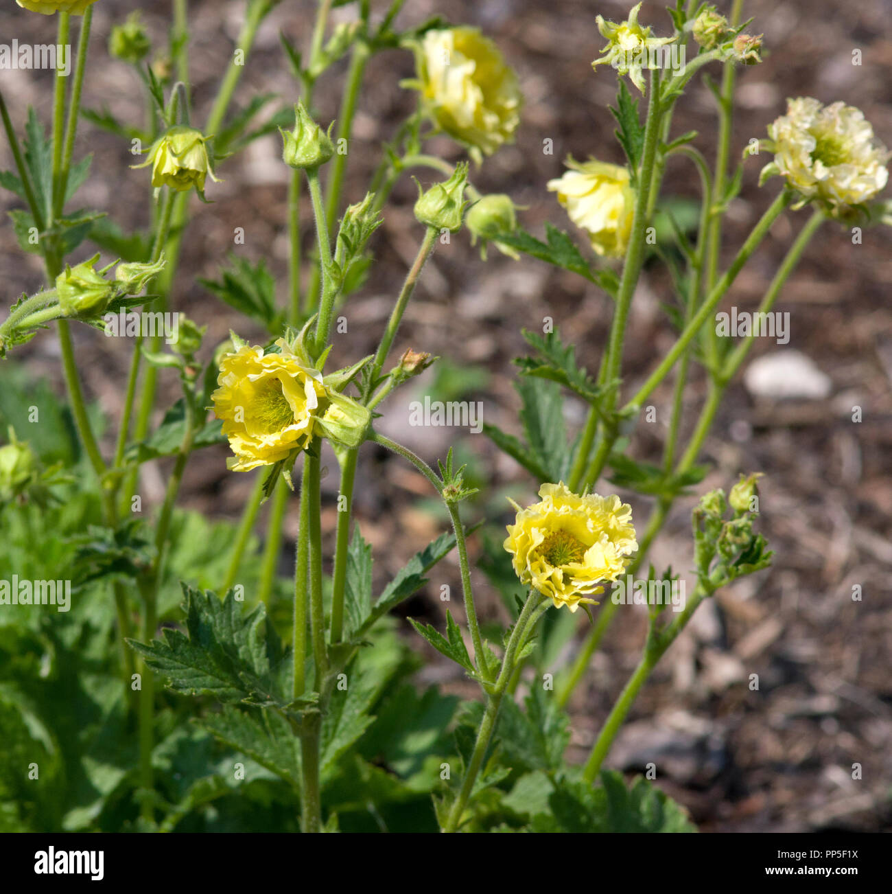 Geum gimlet hi-res stock photography and images - Alamy