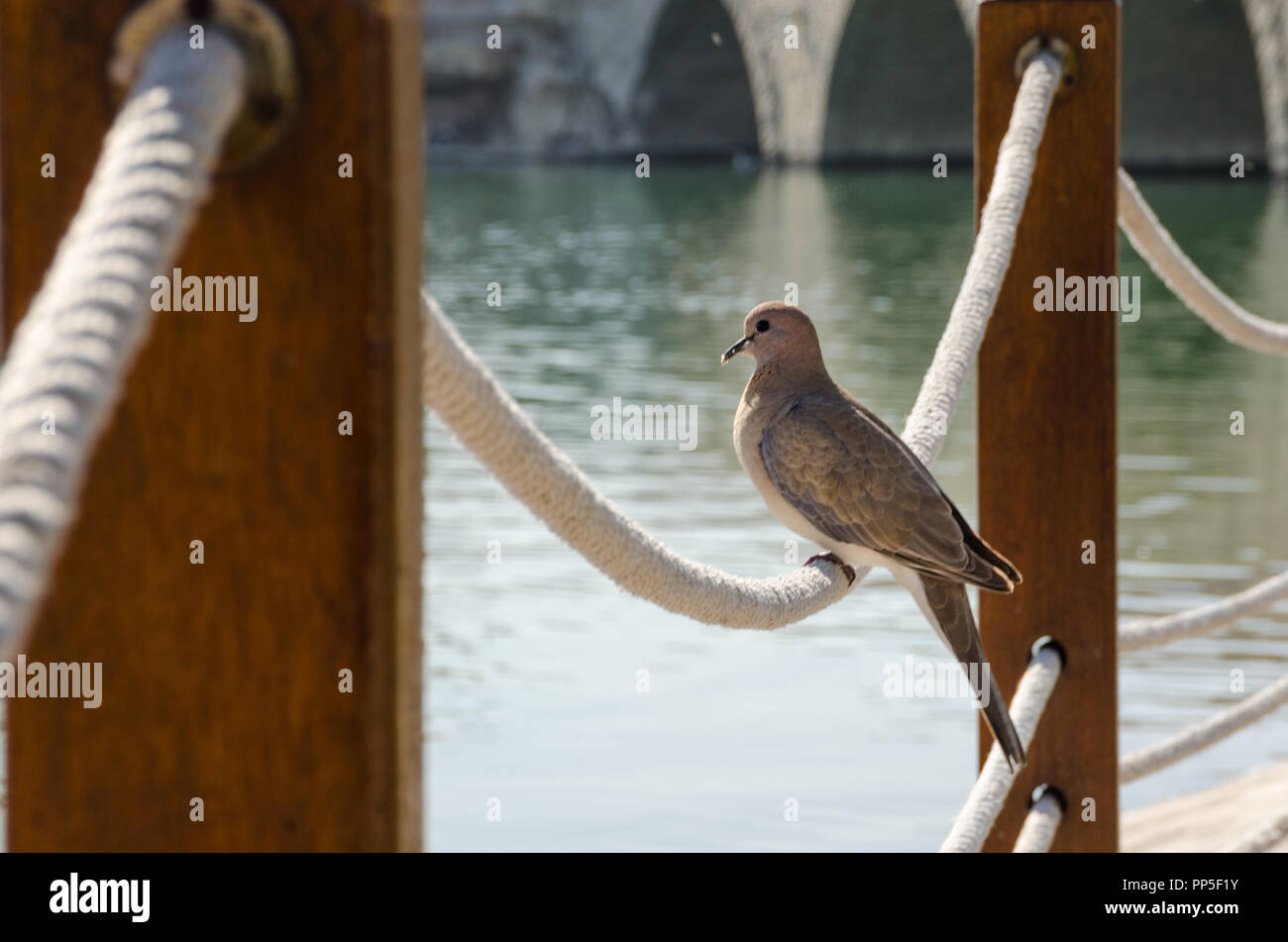 Bird resting on rope Stock Photo - Alamy
