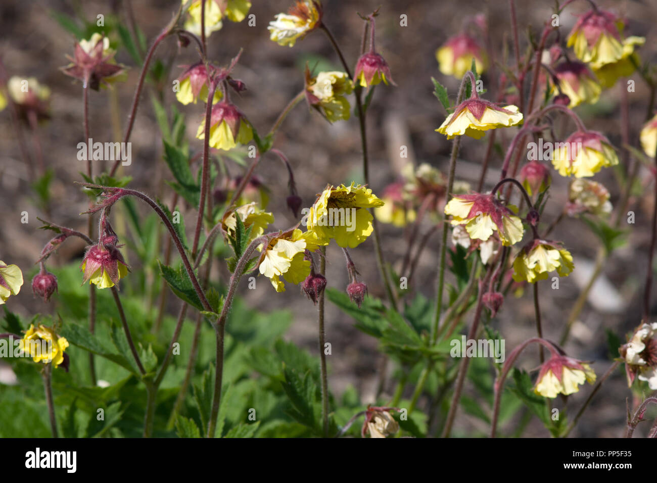 Lisanne hi-res stock photography and images - Alamy